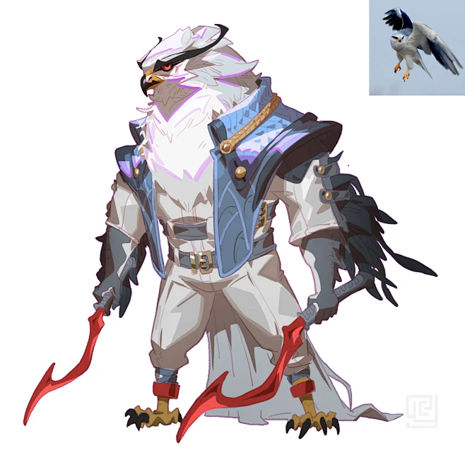 Elanus caeruleus-花瓣网