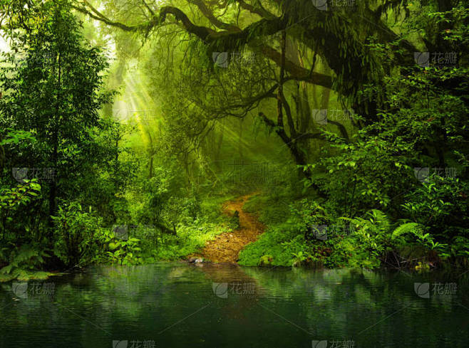 8月的亚洲雨林丛林