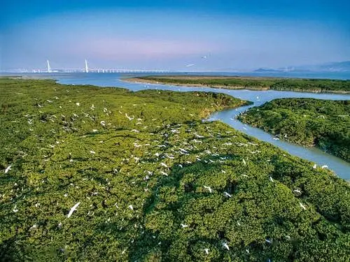 红树林_百度图片搜索-花瓣网