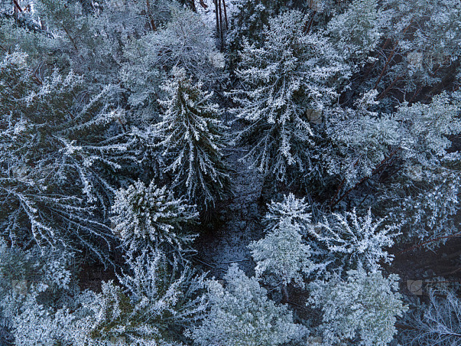 first snowfall December 2020 snow on trees in fore