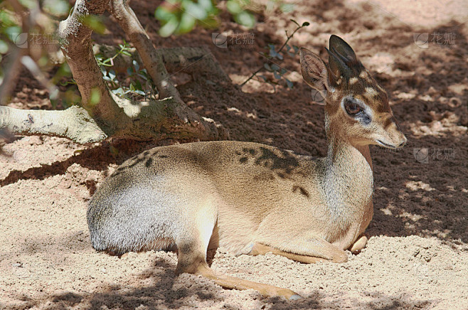 皇家羚羊(Neotragus pygmaeus)，特写。