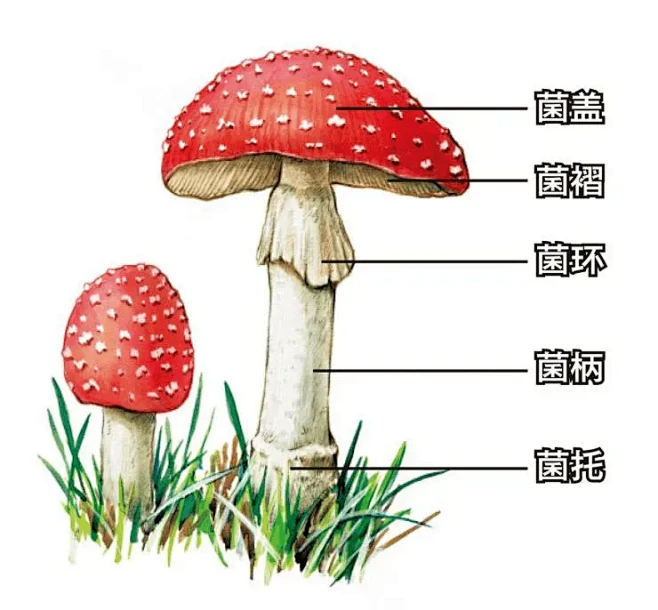 蘑菇结构图-夸克图片搜索-花瓣网