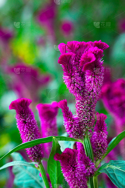 鸡冠花花与绿色背景