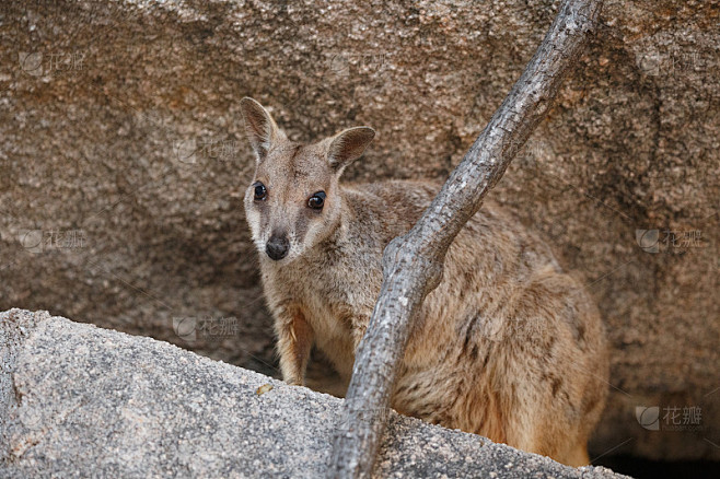 澳大利亚昆士兰磁岛杰弗里湾的Allied Rock Wallaby
