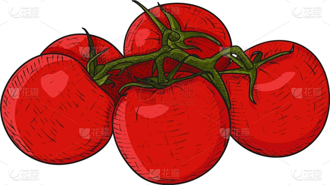 红色,西红柿,草图,动物手,分离着色,白色,蔬菜,有机食品,自然,绘制素材-花瓣网