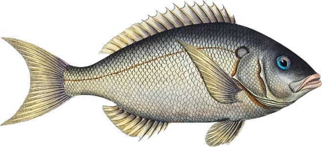 HTC_Heritage Library_Follow The Fish 04Element 4-花瓣网