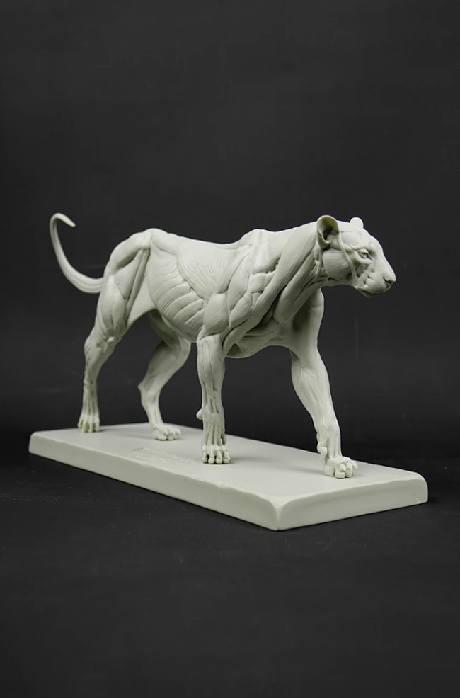 // 3dtotal Anatomy: Feline figure //-花瓣网