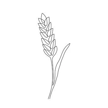 一笔画 | 图源免费EPS文件 |Wheat grain ear, nature bread, one single continuous ...