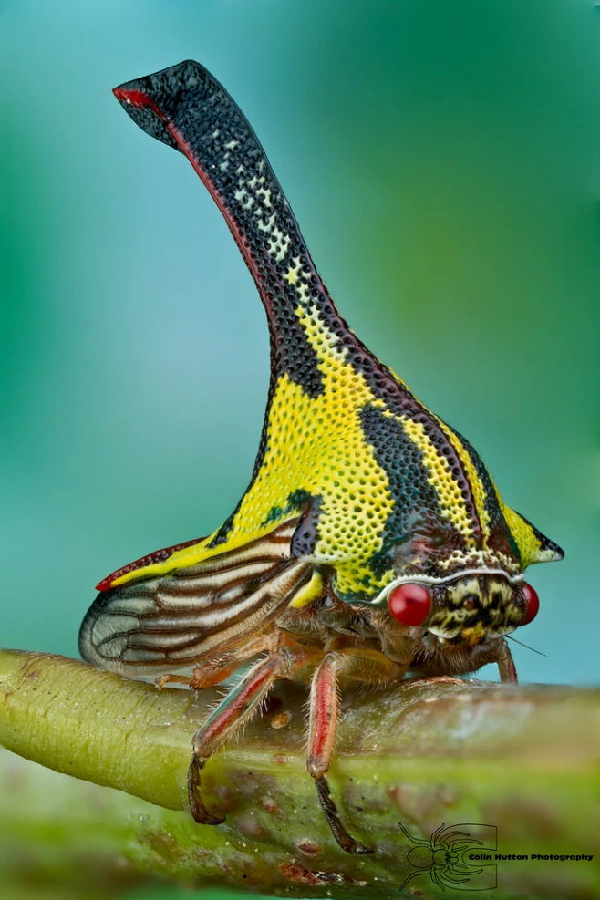 Thorn treehopper - Umbonia crassicornis by ColinHuttonPhoto on ...