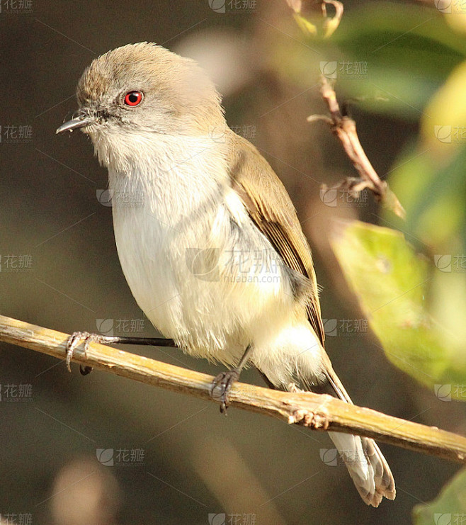 灰色沃布勒 - 格里戈内伊加塔