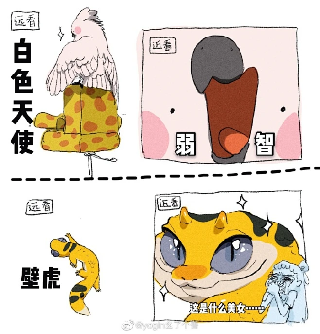 鹦鹉VS守宫 图片_yogin——幺了个箐图片素材-花瓣网