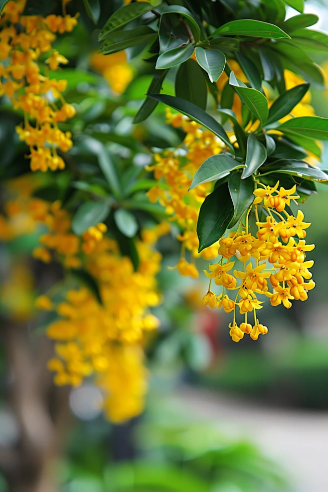 秋季桂花树植物桂花图片摄影图-花瓣网