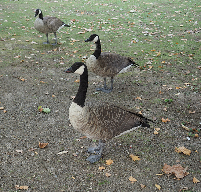 鸟类动物加拿大鹅