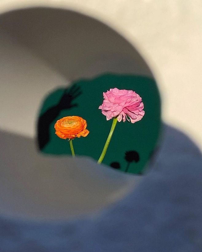 花儿 | Sarah van Rij - 观念摄影 - CNU视觉联盟