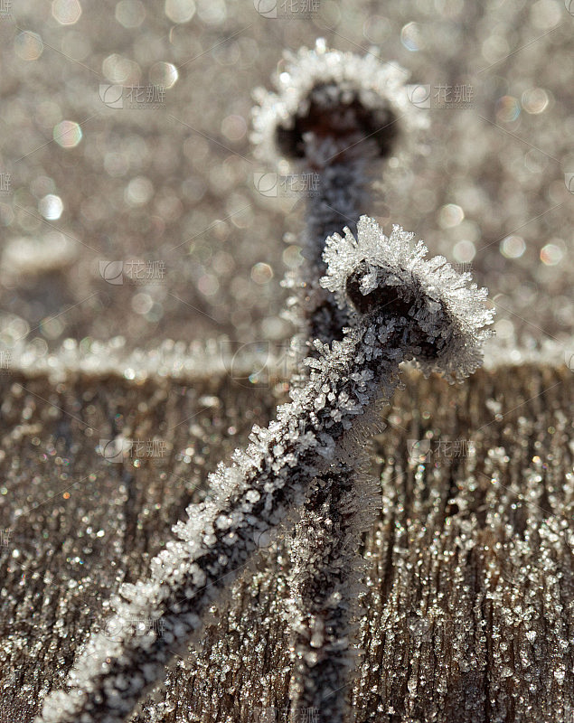 钉在木头。_5194119009