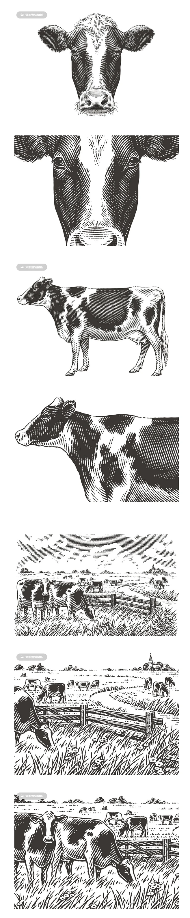 Cows for «Hutten Beef» on Behance-花瓣网