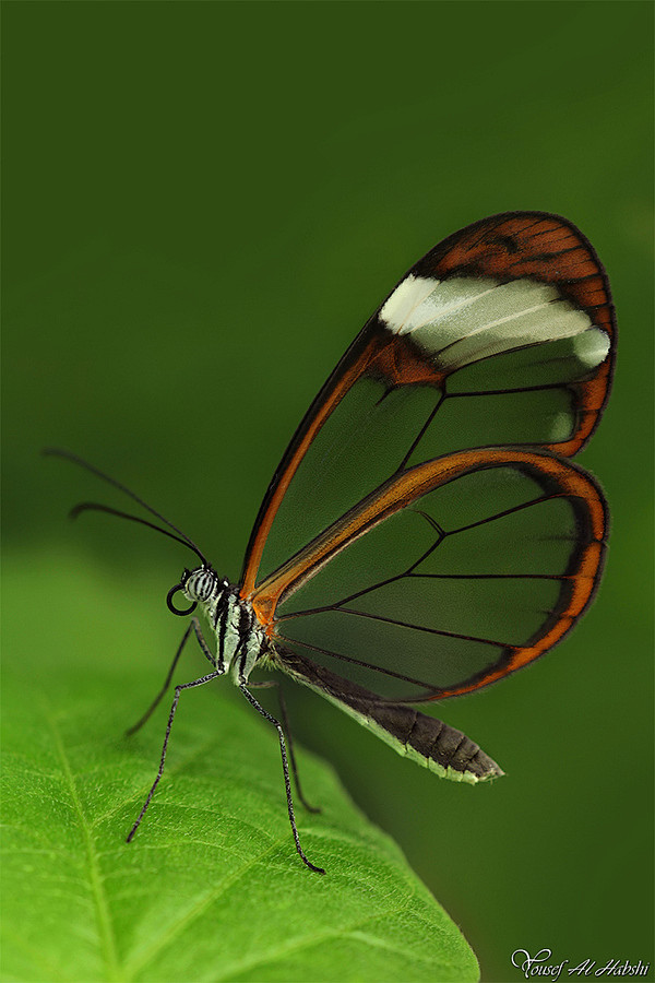 Photograph Glasswing Butterfly
