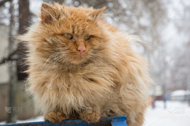 野生猫科动物,红松,毛发蓬乱,街道,自然,哺乳纲,水平画幅,可爱的,动物鼻子