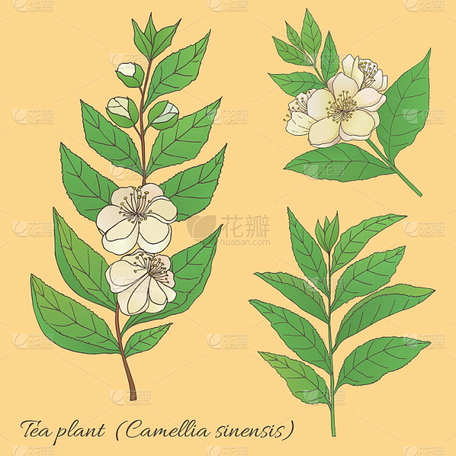 茶树:camellia sinensis