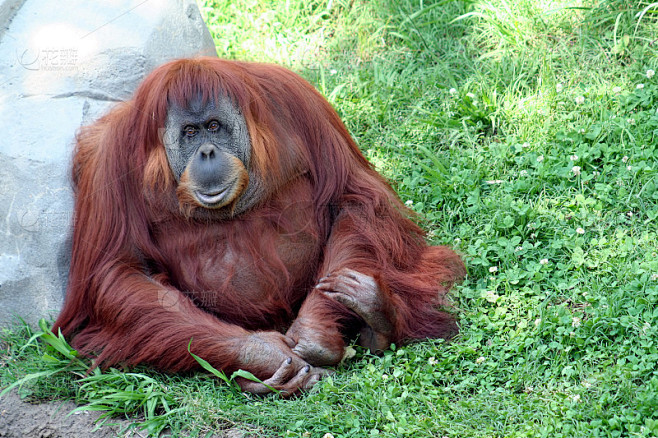Orangutang