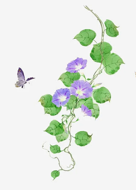 卡通牵牛花-花瓣网