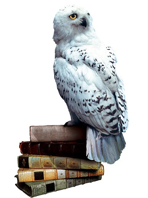 哈利波特猫头鹰_百度图片搜索-花瓣网