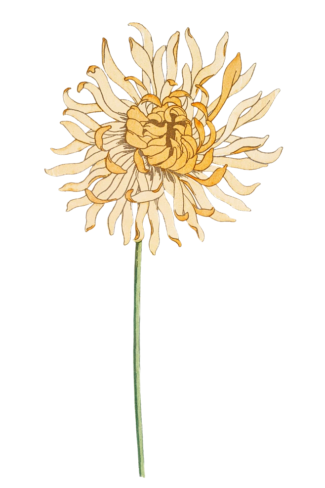 YUKI-MPV插画植物 (112)-花瓣网