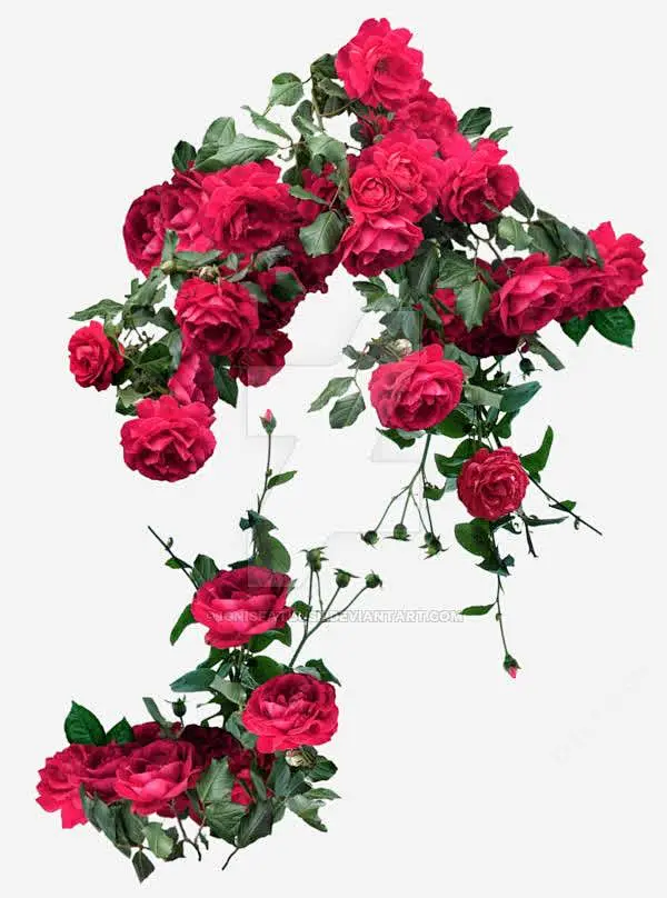 玫瑰花png免抠素材_新图网 https://ixintu.com 玫瑰花 红色 一束玫瑰花-花瓣网