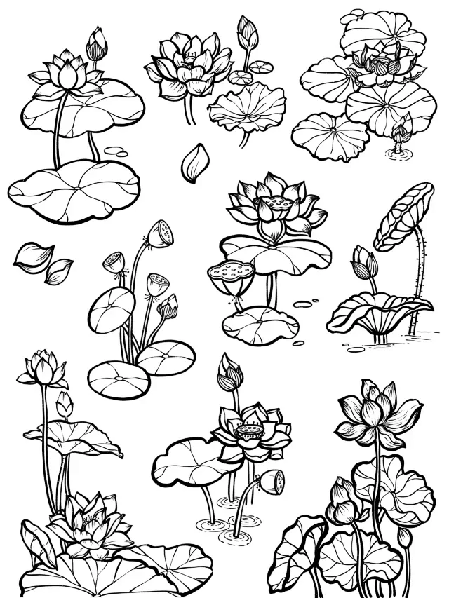 荷花绘画 - 小红书搜索-花瓣网