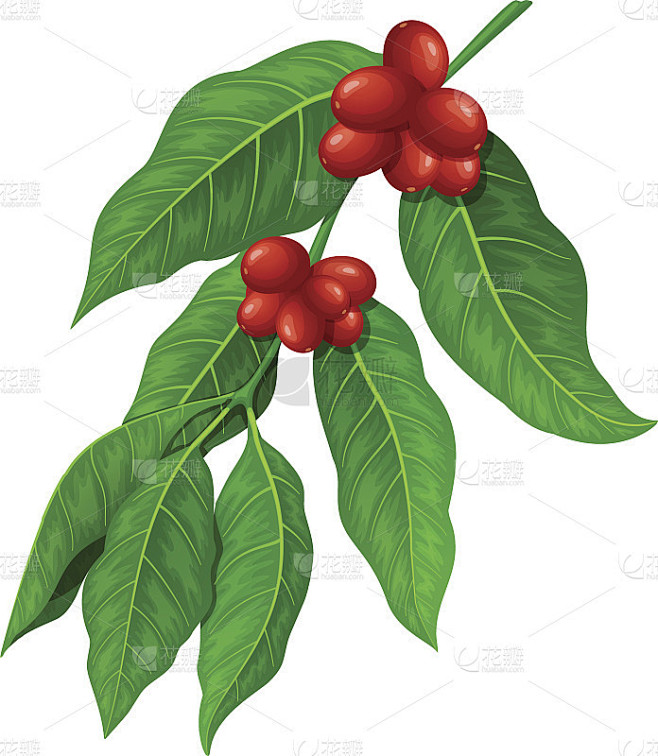 有叶子和豆子的咖啡树枝。矢量插图。