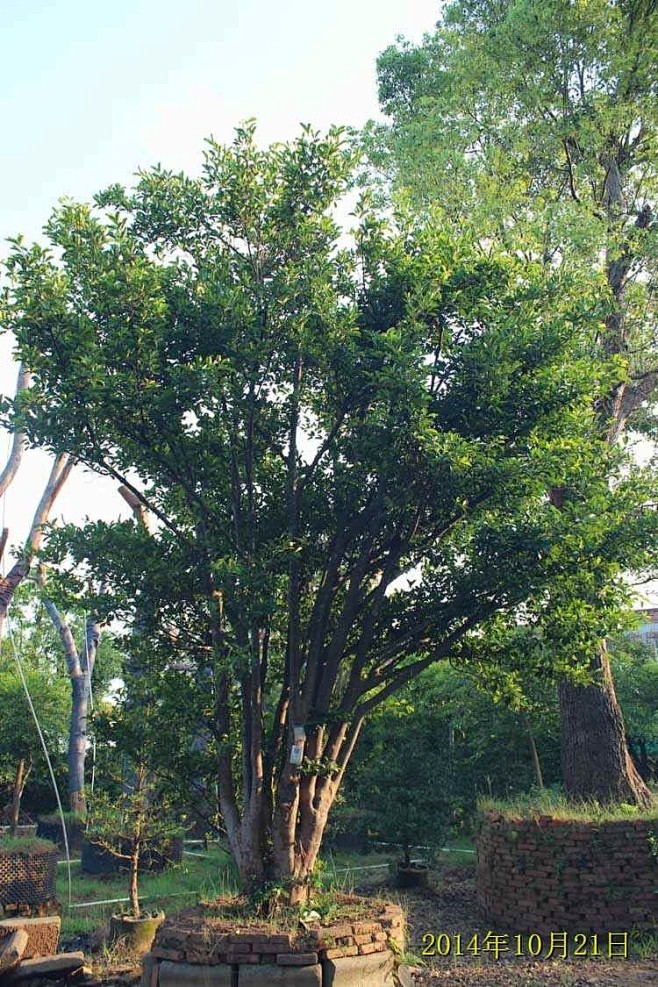 丛生和顺树34234