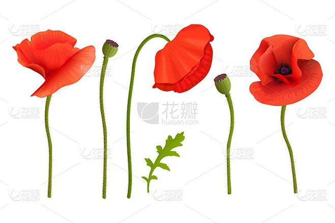 Poppies flowers and Stems. Wallpaper picture. Reme素材-花瓣网