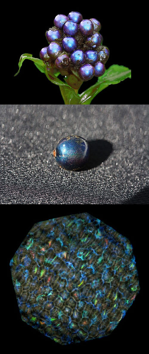 “Pollia condensata”，来自非洲的热带雨林，主要生长范围在埃塞俄比亚、安哥拉和莫桑比克，主要用于装饰。科学家号称其是有史以来最 ...