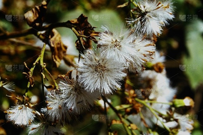 蒲公英特写镜头