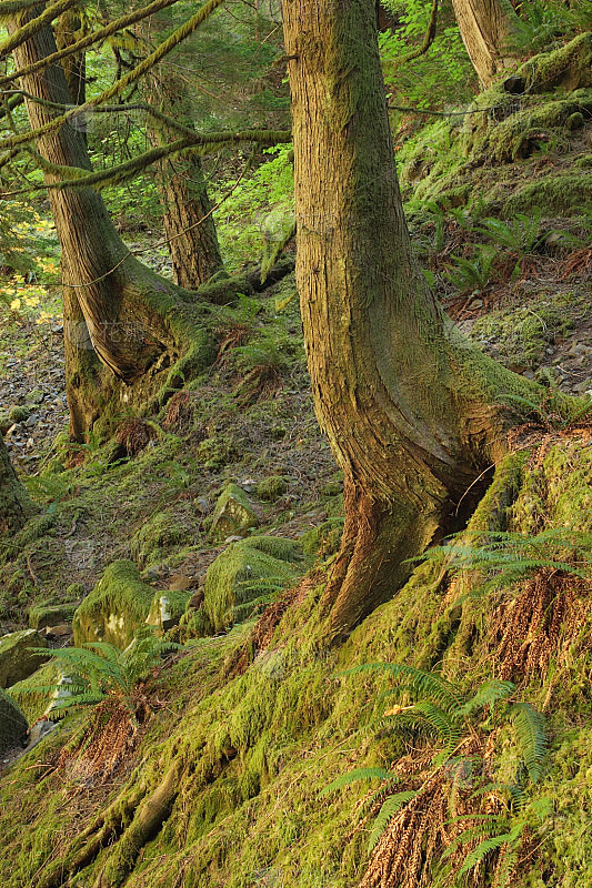 哥伦比亚峡谷森林