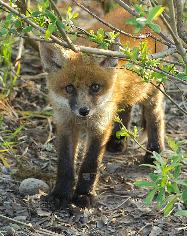 红狐狸幼崽