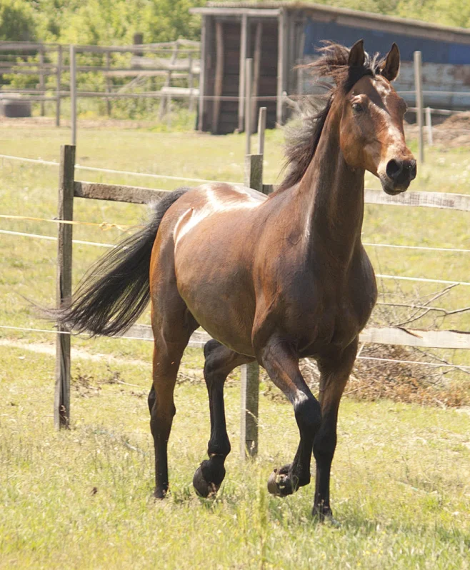 roheryn_5_by_syccas_stock-d5ool0n.jpg-花瓣网