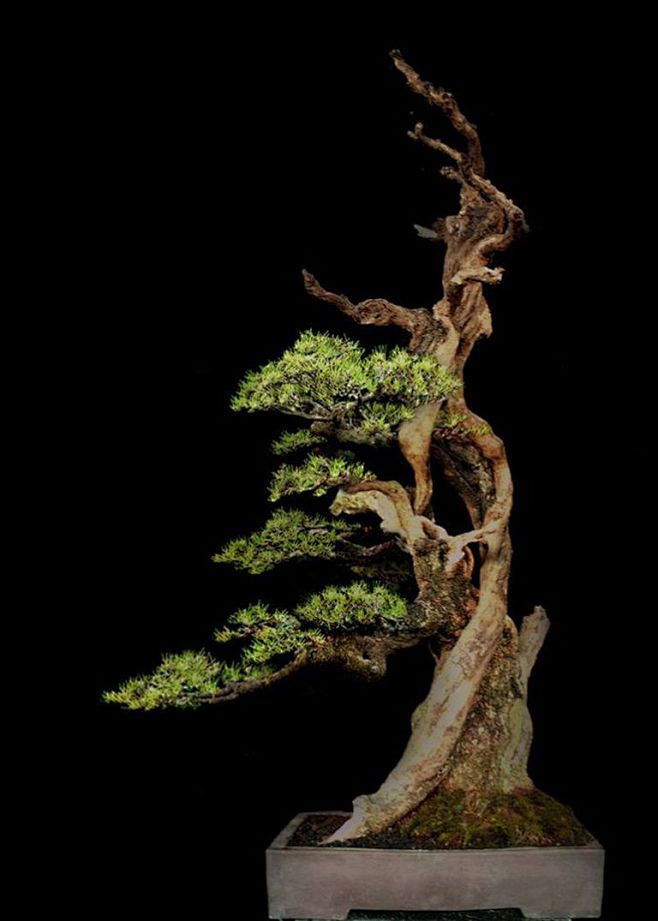 Shape Shifting by Robert Steven