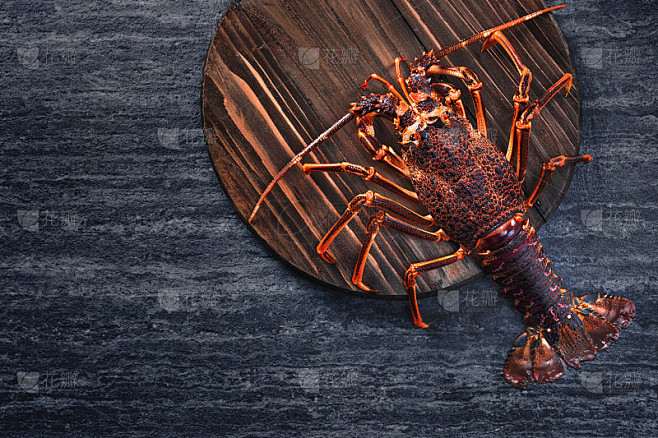 新鲜的Cape岩龙虾，西海岸岩龙虾，Jasus lalandii在一个黑色的石板背景和冰冷的冰块。