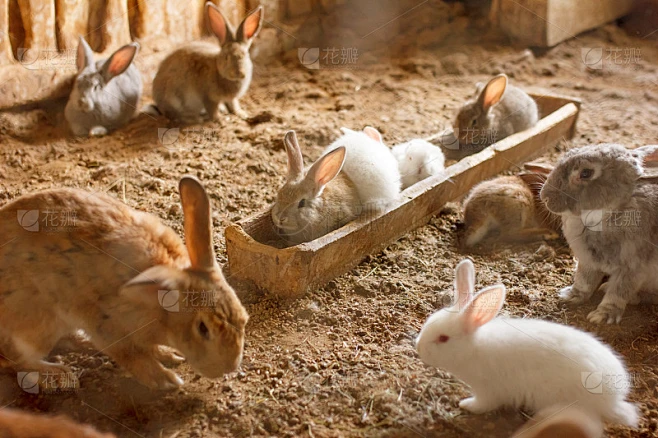 农场里的大鸟舍里的兔子素材-花瓣网