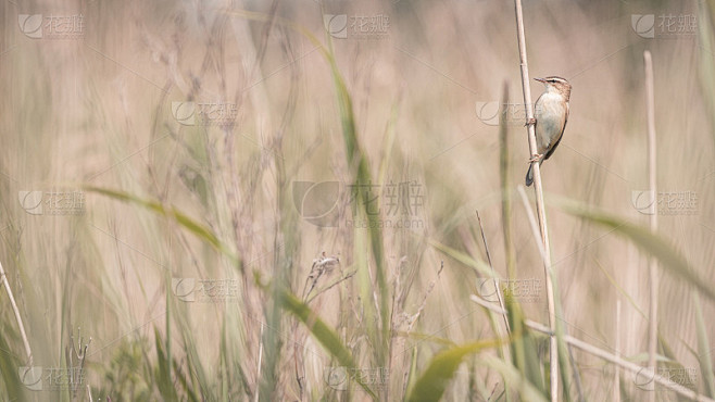 芦苇上的柳莺在高高的草丛中，鸟的背景，受保护的鸟类物种，受保护的自然区域，旅游地点，荷兰野生动物，美