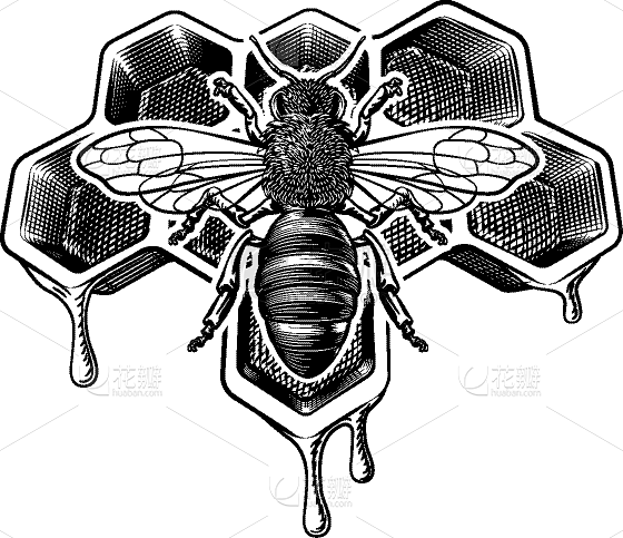 蜂蜜,六边形,大黄蜂,绘画插图,英文字母b,背景分离,复古风格,蜂窝,古董,古典式