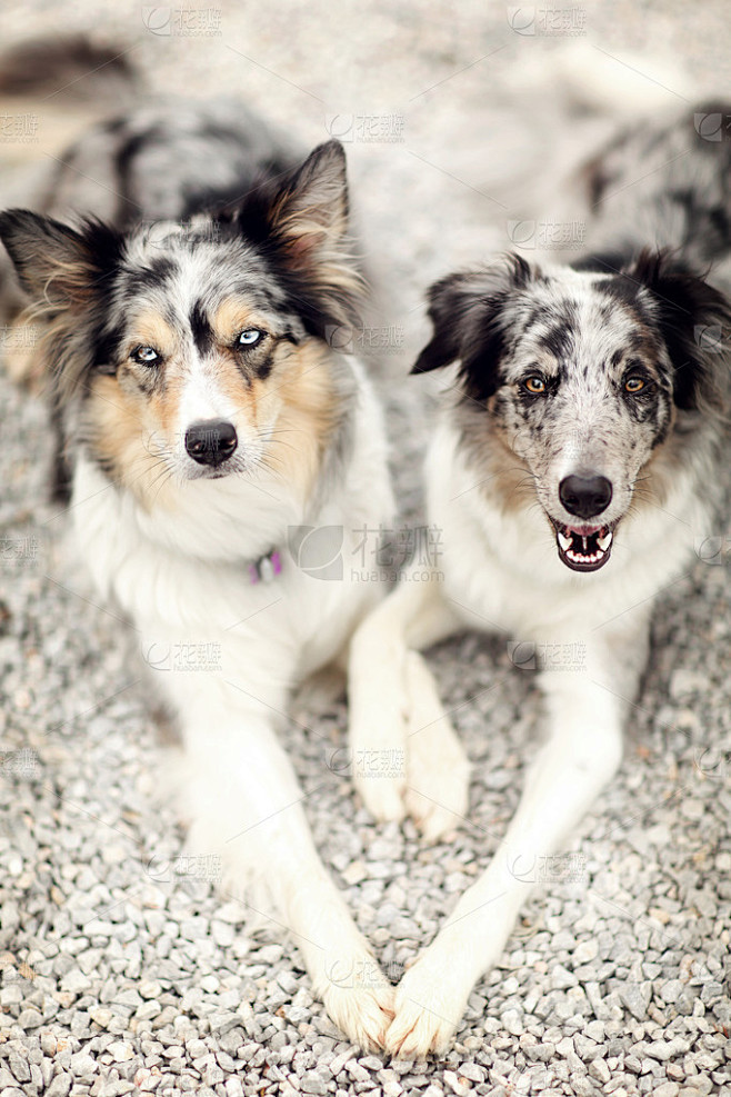 Two Border collies making heart with paws