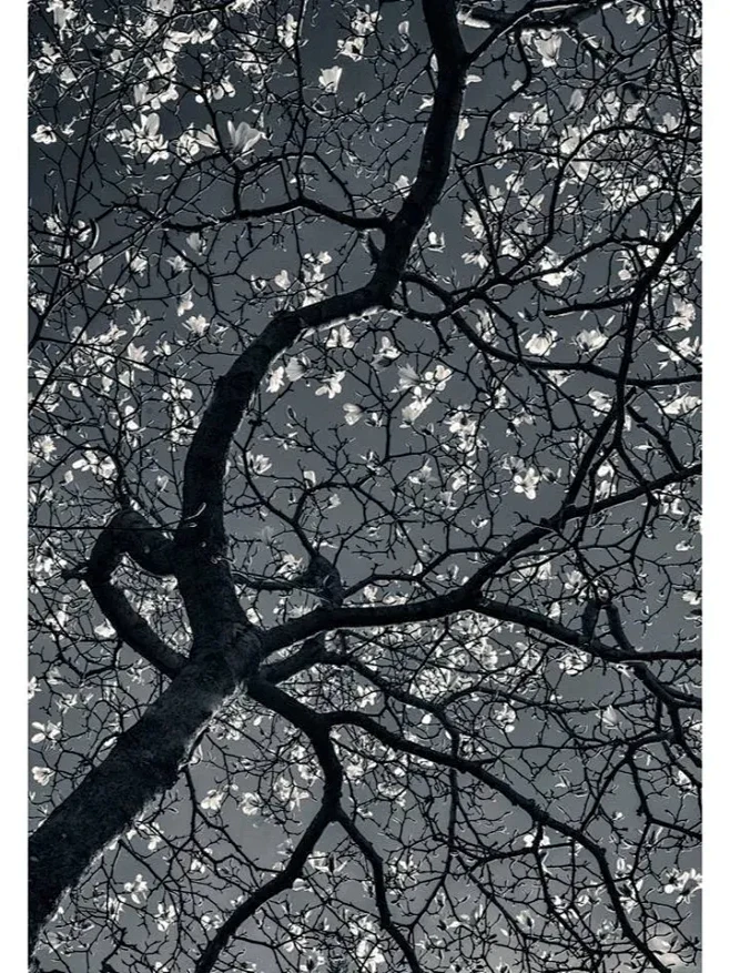 Sasa Gyoker || 禅意-花瓣网