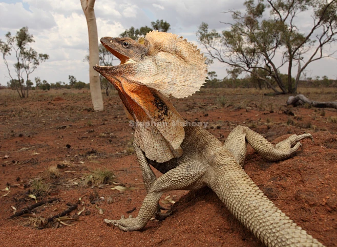 Chlamydosaurus kingii (Frill-necked Lizard) : A Frill-necked Lizard ...