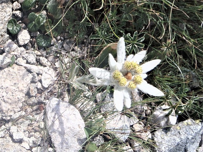 Edelwiess