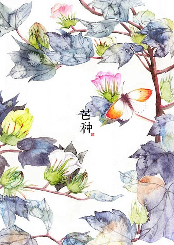 24节气——芒种-花瓣网