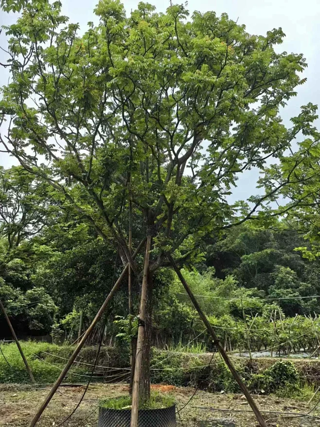 24-25 H6-8 麻楝-花瓣网