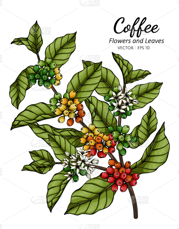 coffee flower and leaf drawing with line art on