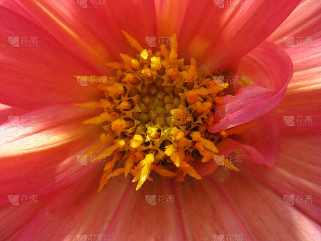 P.Spring粉红色的专辑